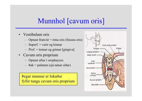 Cavum oris – Munnho