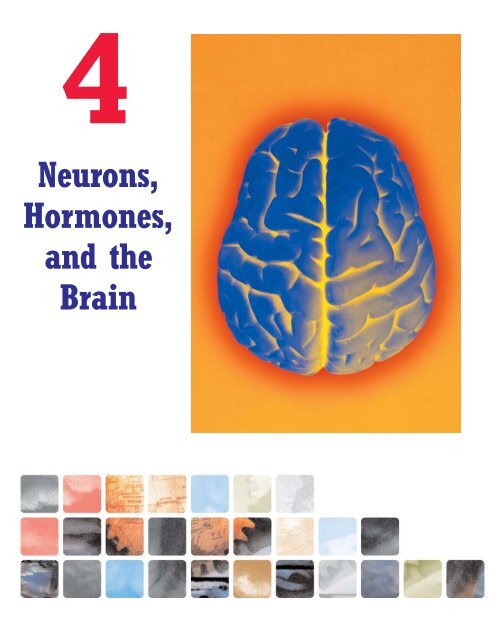 Neurons, Hormones, and the Brain