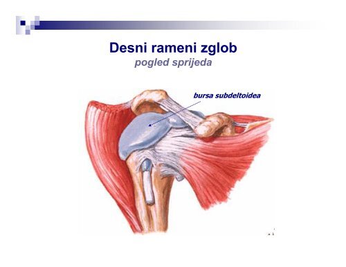 Rameni zglob desni - fron