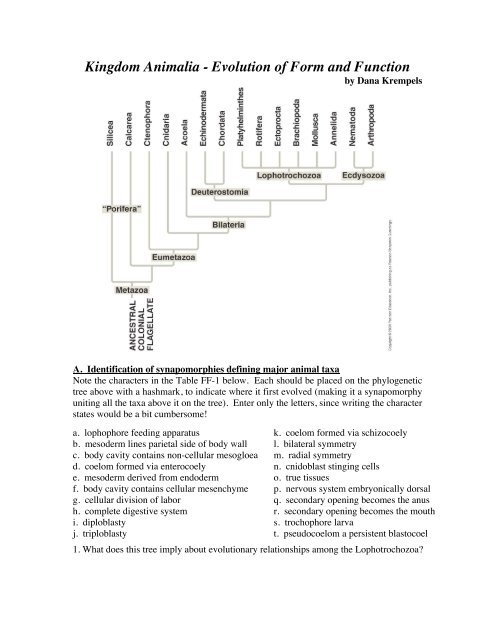 Phylogenetic Tree Of Kingdom Animalia