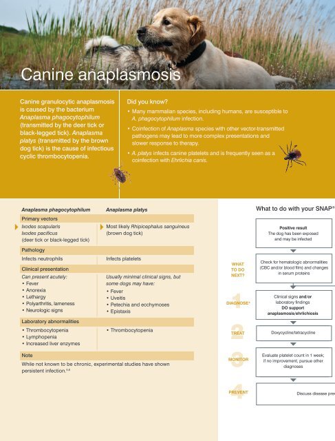 Lyme disease Transmitted