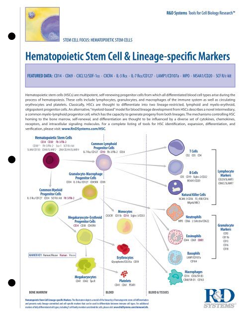 Hematopoietic Stem Cell & Lineage-specific Markers Hematopoietic Stem Cell & Lineage-specific Markers