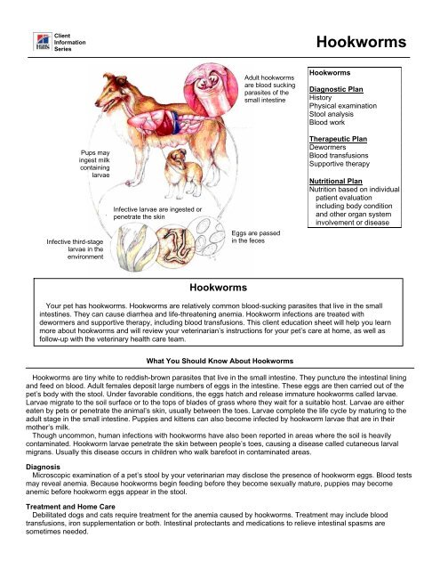 Hookworm Facts Life Cycle Picture Treatment Worm Recovered From Young