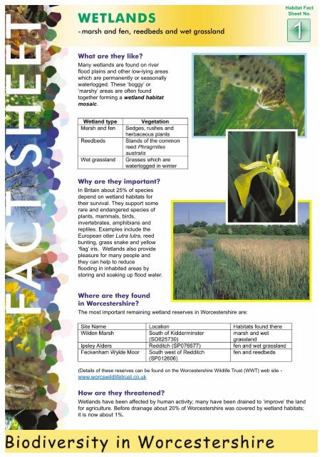 Wetlands Activity Sheets