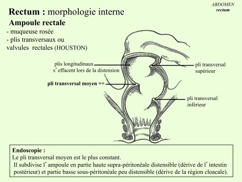 Rectum : morphologie inte