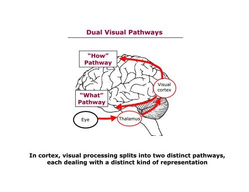 Dual Visual Pathways Visu