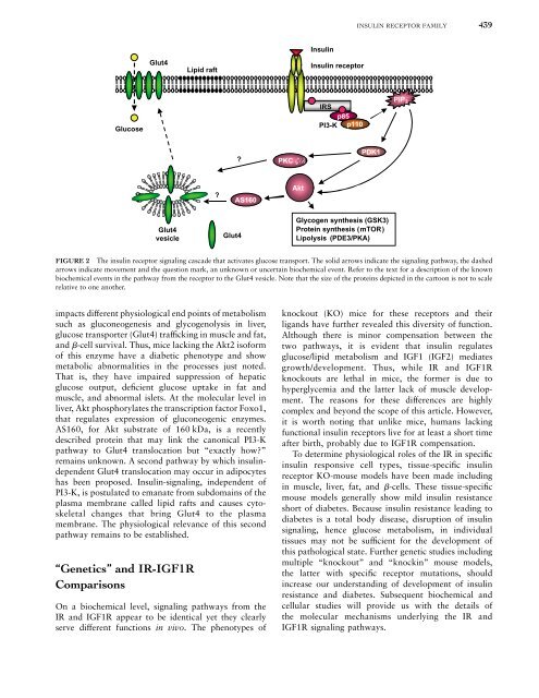 INSULIN RECEPTOR FAMILY 4