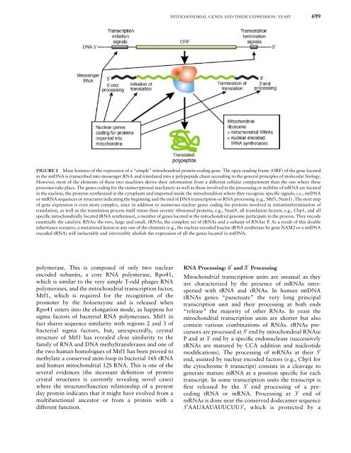 MITOCHONDRIAL GENES AND T