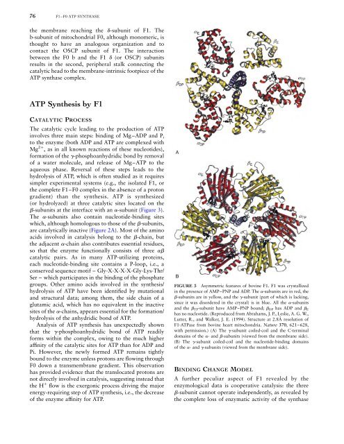 76 F1–F0 ATP SYNTHASE t