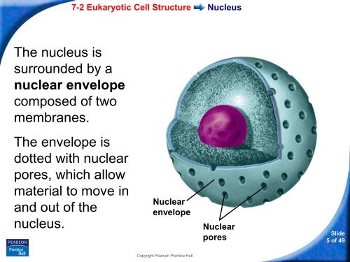 7-2 Eukaryotic