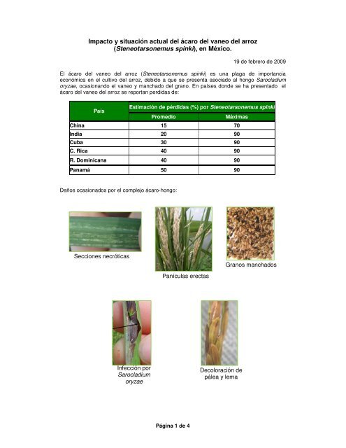 (Steneotarsonemus spinki), en México. - Senasica
