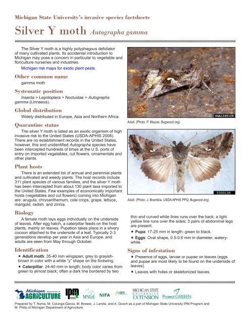 Autographa gamma - Michigan State University: Integrated Pest ...