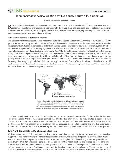 Iron Biofortification Of Rice By Targeted Genetic Engineering