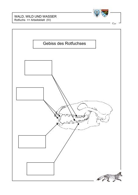 Gebiss des Rotfuchses