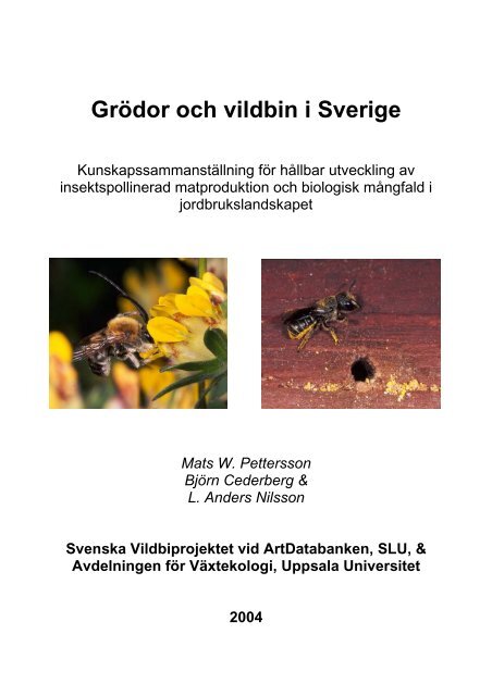 Grödor och vildbin i Sverige - Jordbruksverket
