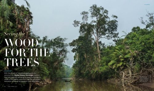 Seeing the wood for the trees