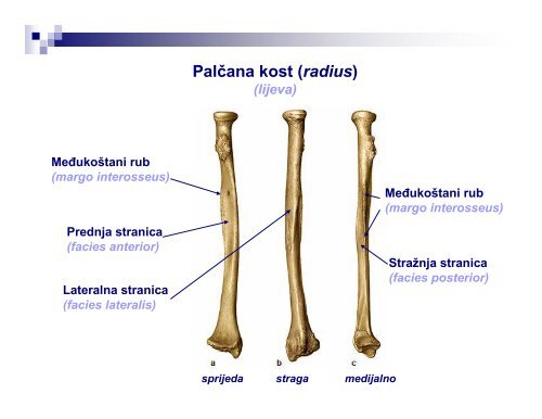 Palčana kost (radius) (l