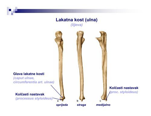 Lakatna kost (ulna) (lije