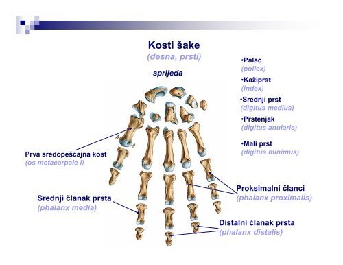 Kosti šake (desna, metak