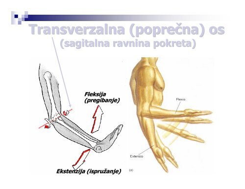 Transverzalna (poprečna)