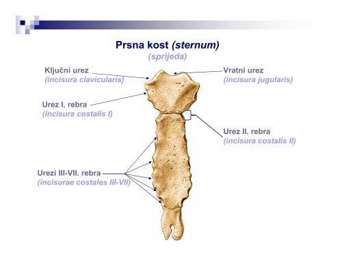Prsna kost (sternum) (s l