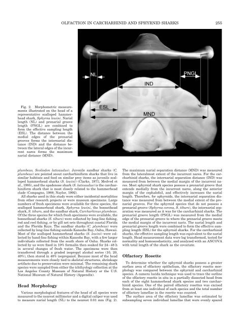 OLFACTION IN CARCHARHINID