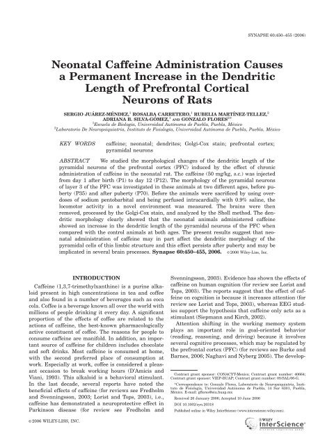 Neonatal caffeine administration causes a permanent increase in ...