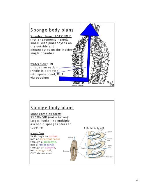 Sponge body plans Simples