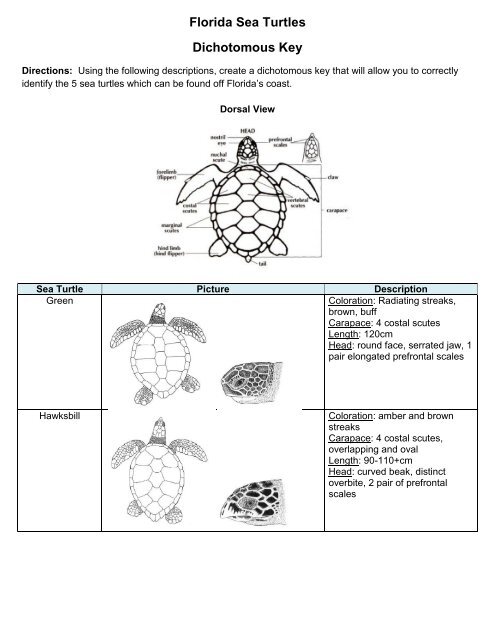 Florida Sea Turtles Dichotomous Key