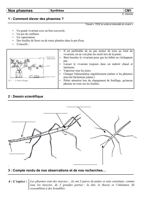 Une synthÃ¨se sur les phasmes (texte en PDF)