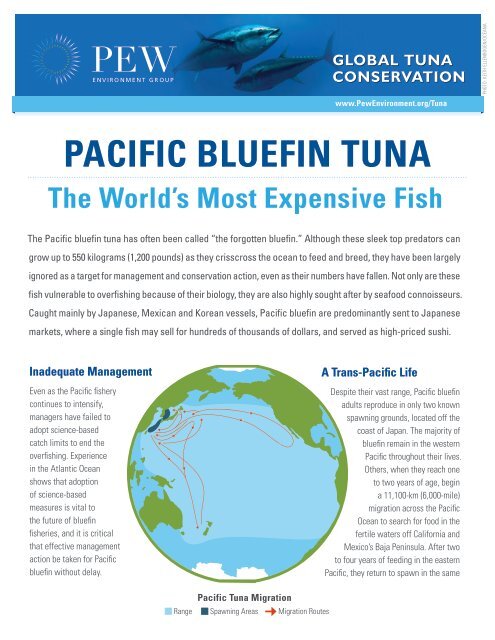 Pacific Bluefin Tuna: The World's Most Expensive Fish (PDF) - Pew ...
