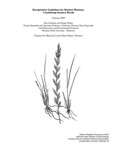 Western Wheatgrass Drawings