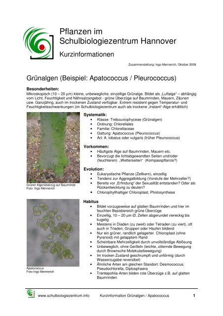 Apatococcus / Pleurococcus, "Luftalge" auf Baumrinden