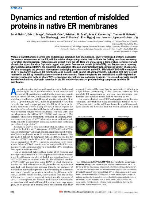 Dynamics and retention of misfolded proteins in native ER membranes