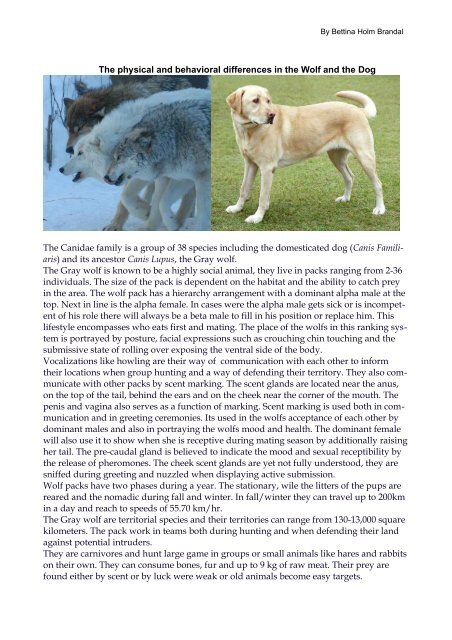 The physical and behavioral differences in the Wolf and ... - Behav.org