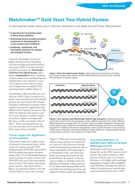 Matchmakerâ ¢ Gold Yeast Two-Hybrid System
