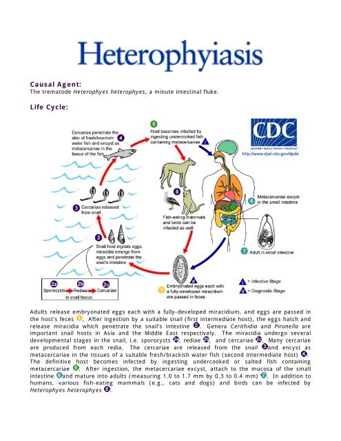 Heterophyes Heterophyes