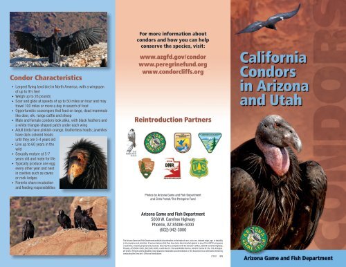 Condor Brochure (PDF file) - Arizona Game and Fish Department