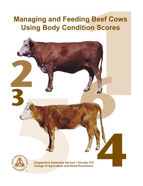Managing and Feeding Beef Cows Using Body Condition Scores