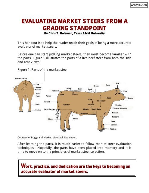 EVALUATING MARKET STEERS FROM A GRADING STANDPOINT