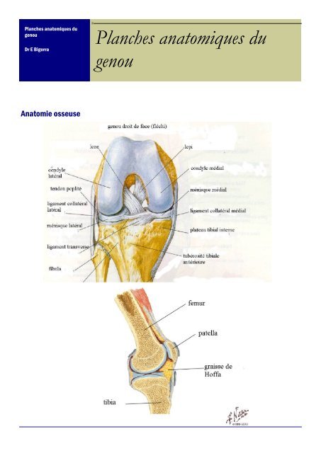 Planches anatomiques du genou