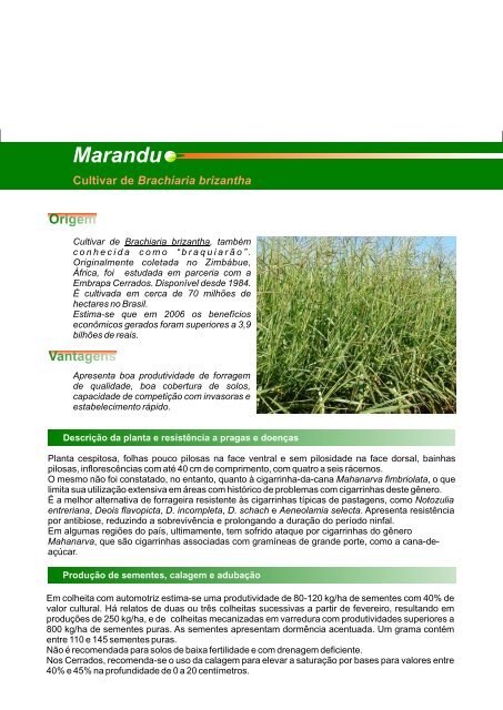 Capim-marandu