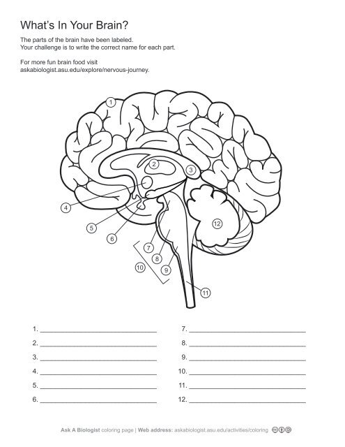 Ask A Biologist What s In Your Brain Worksheet Activity