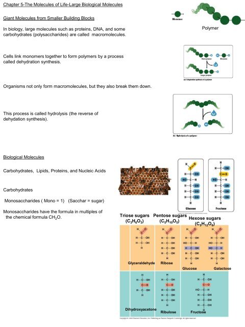 Building Block Molecule Smaller HAPPENS Master Molecule Educational