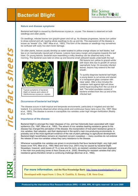 Bacterial Blight - Rice Knowledge Bank - International Rice ...