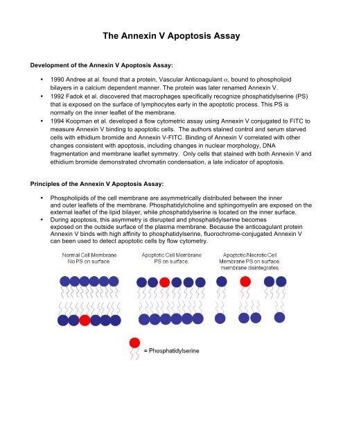 Annexin V/PI staining for apoptosis