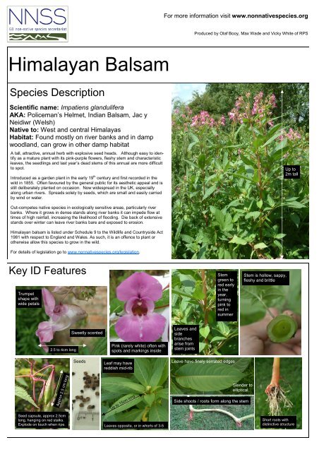 Himalayan Flowers Names