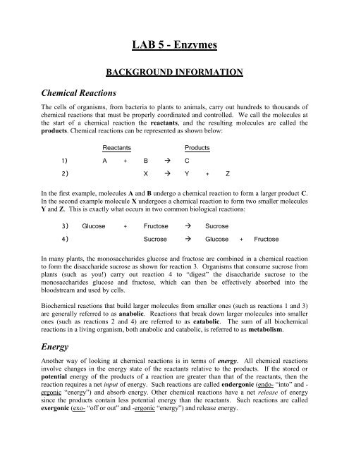 LAB 5 â Enzymes