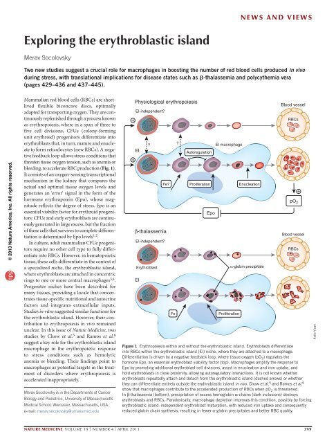 Exploring the erythroblastic island - Department Of Medicine