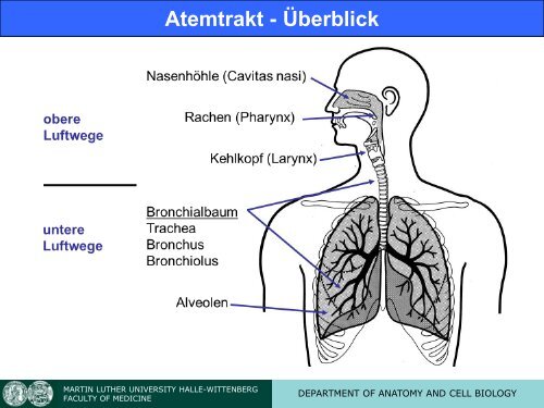 Atemtrakt - Überblick MA